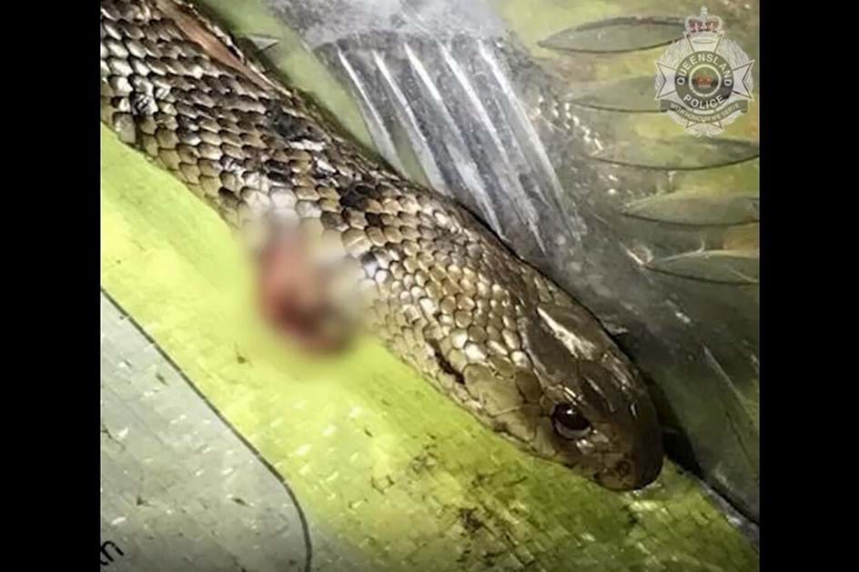 Australiano atacado ao volante por serpente venenosa parado por excesso ...